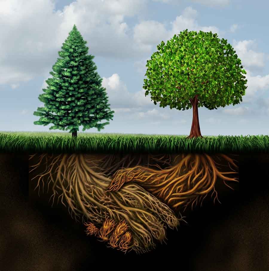 The Secret Life of Trees: How Forests Communicate and Thrive